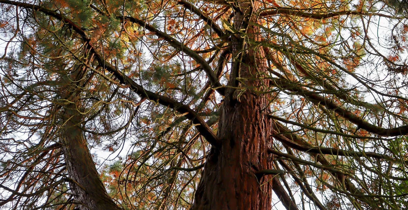 Wat is Red Cedar hout nu eigenlijk precies? | Tuinhoutdiscount.nl